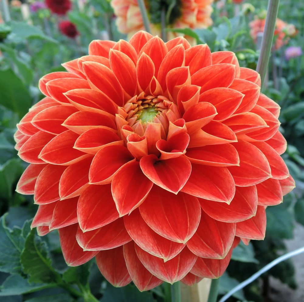 Hapet® Orange Pearl
